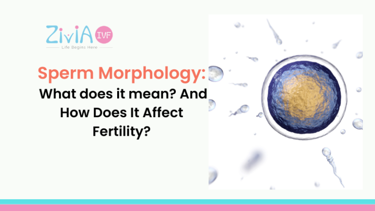 Sperm Morphology: What does it mean? and How Does It Affect Fertility ...